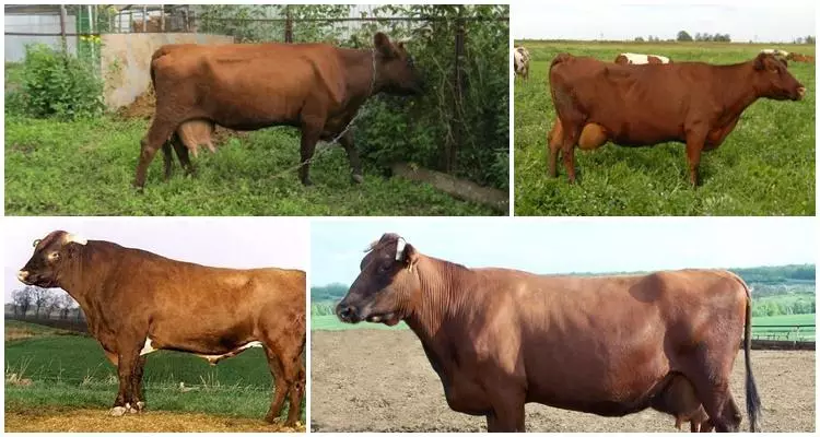 گایوں کی Bestuzhevian نسل
