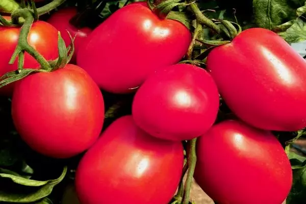 Baland pomidor