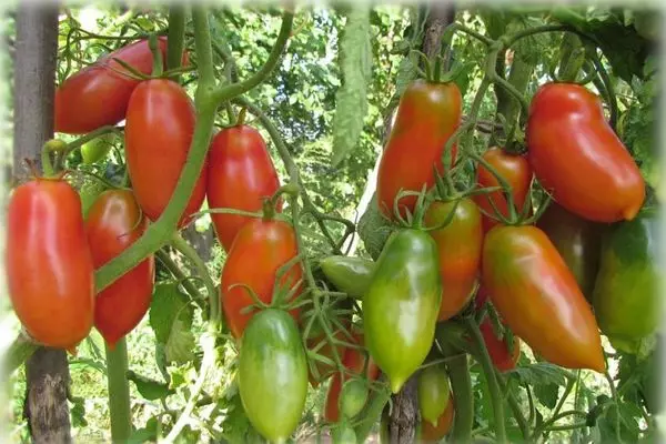 Tomato-kreskanta grado