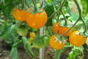Περιγραφή των καλύτερων ποιότητας των κίτρινων και των πορτοκαλιών ντομάτας