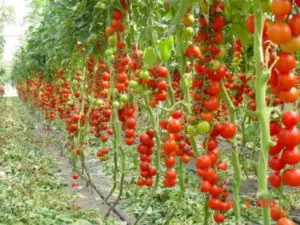 Caracteristicile și descrierea varietății sacului de banii de tomate, randamentul său