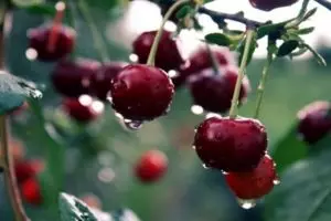 As melhores variedades de cerejas auto-livres e baixas para a região de Moscou, pouso e cuidados
