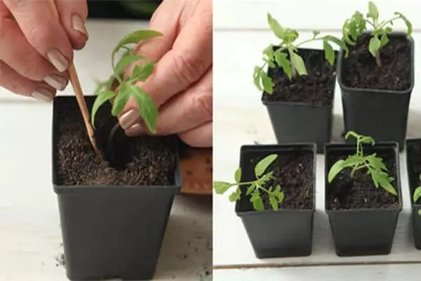 Transplant seedlings