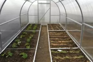 Основні правила схеми посадки томатів у теплиці 3х6