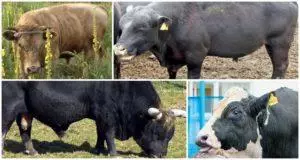 Alimentação e conteúdo dos touros-semeadores, uso e gigantes dos indivíduos