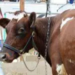 Penyelenggaraan anak lembu: Pada umur berapa 3 kaedah Top 3, dana 5913_3