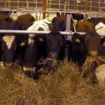 Maintenance of calves: At what age, the top 3 methods do, funds 5913_4