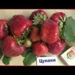 Strawberry Tsunaki: Danasîna cûrbecûr û taybetmendî, erd û mezinbûnê 5917_13