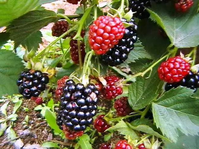 Fre blackberry