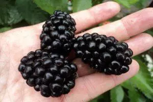 Deskripsyon ak karakteristik nan varyete blackberry popar, aterisaj ak swen