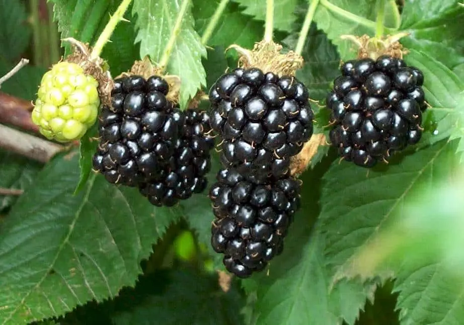 Blackberry Frisk