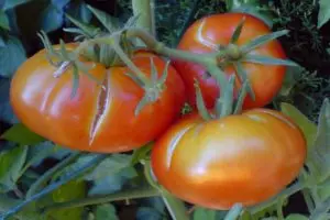 Why can tomatoes in greenhouse crack in ripening
