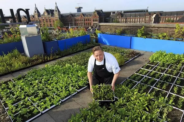 Холандско земјоделство