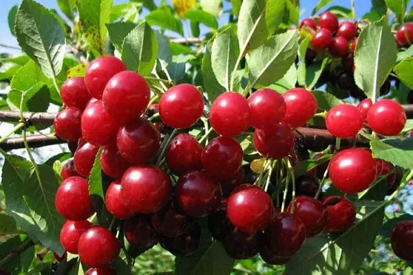 Kaibig-ibig cherries.