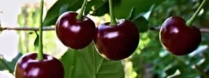 ការពិពណ៌នាអំពីភ្លើងថ្នាក់ទី cherry និងលក្ខណៈគុណសម្បត្តិនិងគុណវិបត្តិរបស់វា