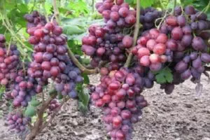 Aprašymas ir istorija vynuogių veislių Zarya Navy, auga ir priežiūra