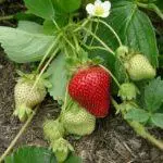 Strawberry Portola: Beskriuwing fan fariëteiten en skaaimerken, lâning en groeiende 5929_1