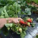 Strawberry Portola: Penerangan mengenai varieti dan ciri-ciri, pendaratan dan tumbuh 5929_10
