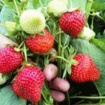 草莓波爾多拉：品種和特點描述，著陸和生長 5929_11