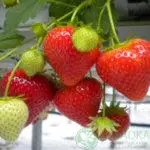 Strawberry Portola: Description des variétés et des caractéristiques, atterrissage et croissance 5929_2