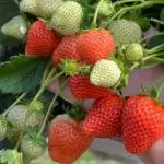 草莓波爾多拉：品種和特點描述，著陸和生長 5929_3