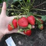 Strawberry Portola: Opis sorti i karakteristike, slijetanje i raste 5929_9