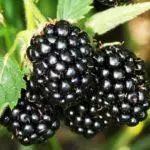 Blackberry Himalayas: คำอธิบายพันธุ์และลักษณะการลงจอดและการเติบโต 5932_1