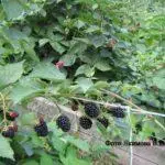 Blackberry Himalayas: คำอธิบายพันธุ์และลักษณะการลงจอดและการเติบโต 5932_11