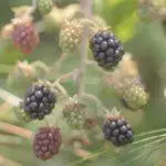 Blackberry Himalayas: คำอธิบายพันธุ์และลักษณะการลงจอดและการเติบโต 5932_12