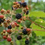 Blackberry Himalayas: คำอธิบายพันธุ์และลักษณะการลงจอดและการเติบโต 5932_13