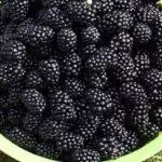 Blackberry Himalayas: คำอธิบายพันธุ์และลักษณะการลงจอดและการเติบโต 5932_2