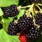 Blackberry Himalayas: คำอธิบายพันธุ์และลักษณะการลงจอดและการเติบโต 5932_3