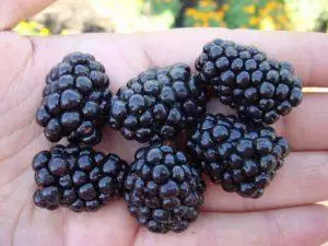 Katrangan lan ciri jinis blackberry varietas organ organ, pros lan kontra lan perawatan