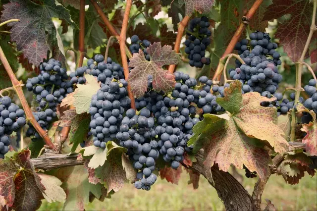 Uvas de uva temporizables