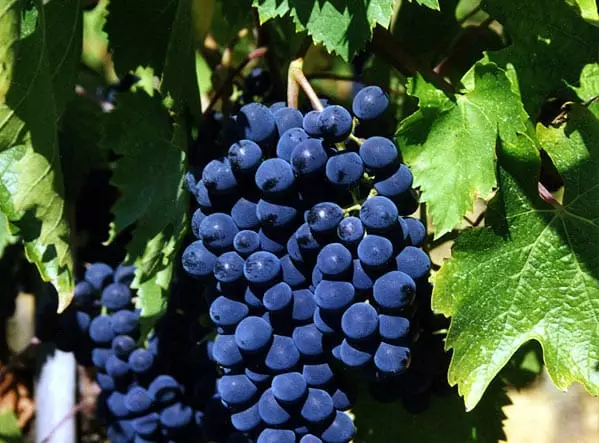 Grape vínber tímabundið