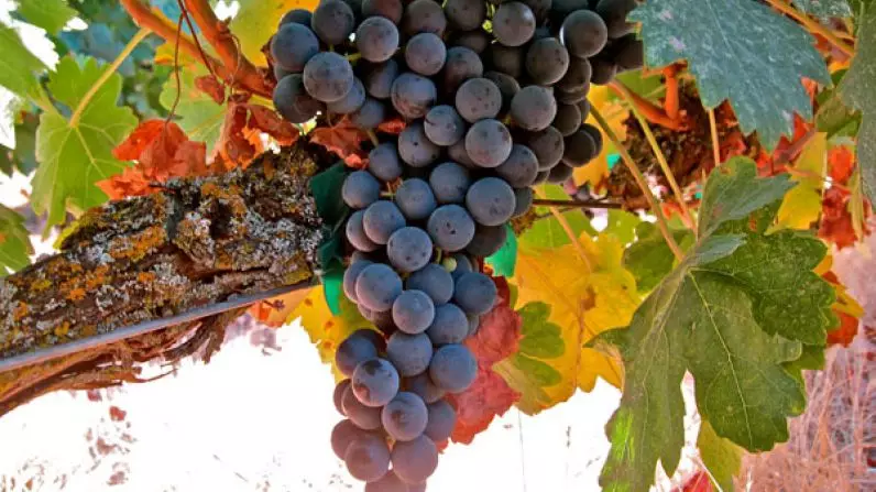 Vīnogu vīnogas īslaicīgas
