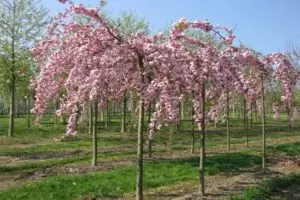 Ukuchazwa kweJapan Melkopilic Cherry Sakura nezimpawu zezinhlobonhlobo, ukukhula nokunakekelwa