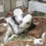 Bagaimana jika anak lembu tidak jatuh pada kakinya: penyebab dan pertolongan cemas, rawatan 5938_3