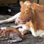 Bagaimana jika anak lembu tidak jatuh pada kakinya: penyebab dan pertolongan cemas, rawatan 5938_7