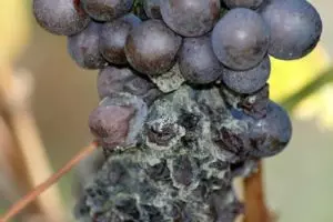 Co i kiedy drzewa winogrona z szarego gnicia, jak walczyć z narkotykami i lekami ludowymi