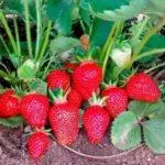 Strawberry Maya: sortide ja omaduste kirjeldus, maandumine ja kasvamine 5946_1