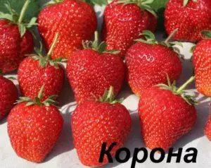 Beskrivning och egenskaper hos jordgubbe kronan, odling och vård