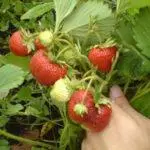 Strawberry Maya: Kufotokozera mitundu ndi mawonekedwe, kufika ndikukula 5946_11