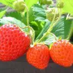 Strawberry Maya: Kufotokozera mitundu ndi mawonekedwe, kufika ndikukula 5946_12