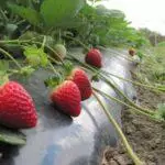 Strawberry Maya: descripción de variedades y características, aterrizando y creciendo 5946_13