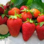Strawberry Maya: Ibisobanuro by'ubwoko n'ibiranga, kugwa no gukura 5946_2