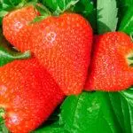 Strawberry Maya: Paglalarawan ng varieties at mga katangian, landing at lumalaki 5946_3
