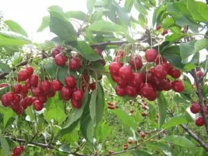櫻桃品種的特徵與描述，尊嚴和缺點