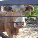 ओएसपी की गाय: वायरस के लक्षण और निदान, मवेशी और रोकथाम का उपचार 5950_3