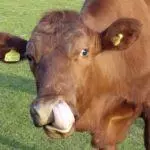 ओएसपी की गाय: वायरस के लक्षण और निदान, मवेशी और रोकथाम का उपचार 5950_5